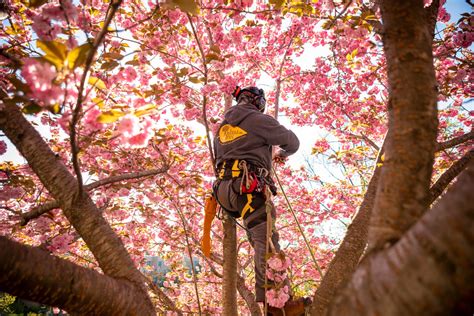 What Is Root Collar Excavation And How Can It Help My Trees