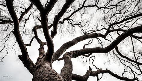 Premium Photo Vertical Isolated Tree Branches On White