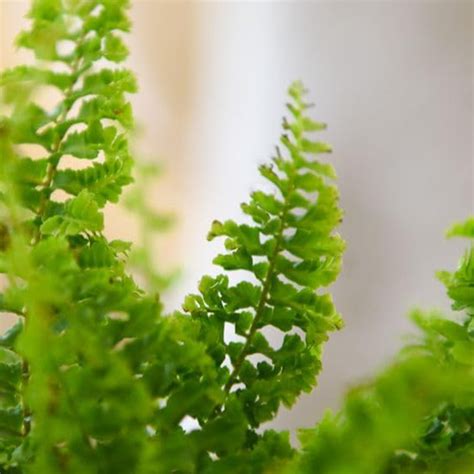 Thompson And Morgan Boston Fern Nephrolepis Exaltata Plant Pot 12cm 3