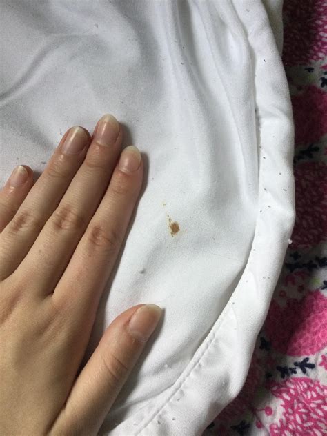 Bed Bug Stain Rbedbugs