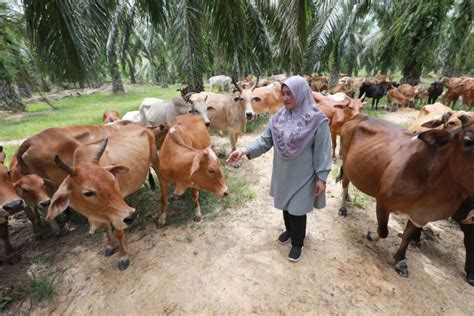 Aim Jadi Pencetus Kejayaan Projek Ternakan Lembu Faridah Dagangnews