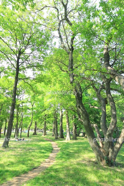 新緑の公園 木漏れ日の小道 写真素材 1973914 フォトライブラリー Photolibrary