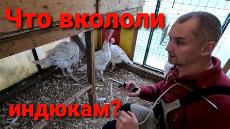 ВЫРАСТИЛИ ГИГАНТСКИХ БРОЙЛЕРОВ ЧЕМ УКОЛОЛИ ИНДЮКОВ ПРОРАСТИЛИ И