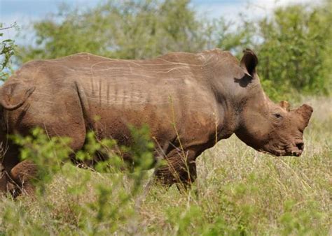 50 Rinoceronte De Java Fotos Fotografías De Stock Fotos E Imágenes