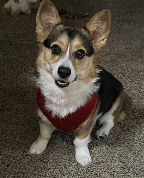 Dog Activity Tracker How They Work Worth Battery Life And Options