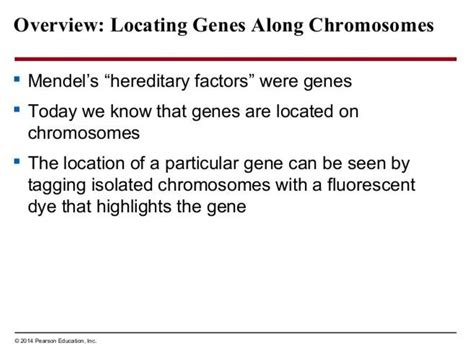 The Chromosomal Theory Of Inheritance Ppt Download
