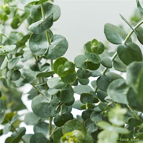 유칼립투스 Eucalyptus 유칼립투스 오일 효능 활용법 및 주의사항