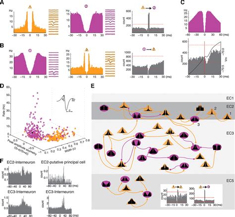 Intrinsic Circuit Organization And Thetagamma Oscillation Dynamics In