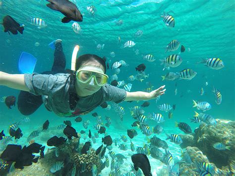 野生のイルカに会える インドネシア西端ウェ島サバン 海を駆けるの舞台 じゃかるた新聞