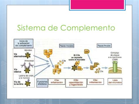 Sistema De Complemento