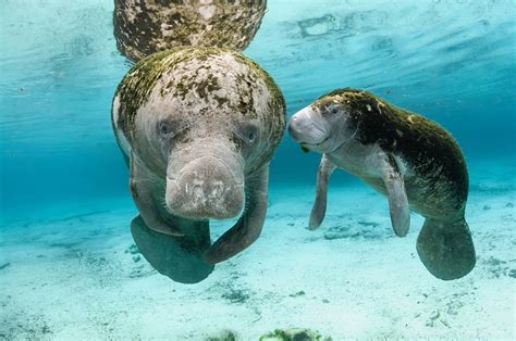 Manatee Grass Adaptations