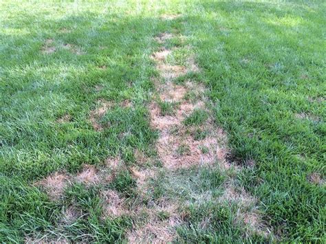 Pythium Foliar Blight K State Turf And Landscape Newsletter