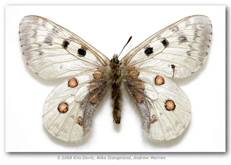 Parnassius Phoebus Golovinus Type Specimens