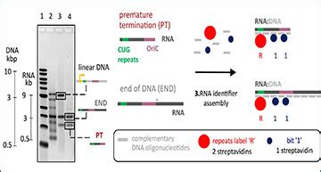 Single Molecule RNA Sizing Enables Quantitative Analysis Of Alternative Transcription