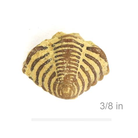 Trilobite Pygidium Silurian Oklahoma Members Gallery The Fossil Forum