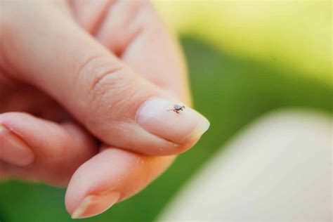 Ticks Vs Bed Bugs Differences And Similarities 2025 Todays Homeowner