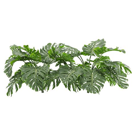 Monstera Deliciosa 3 Download The 3d Model 42049