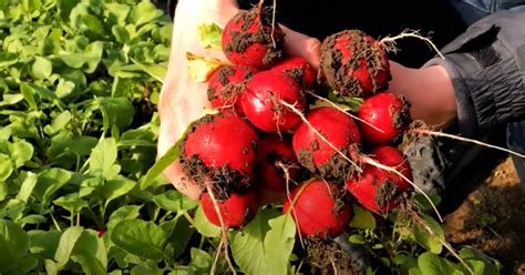 Як посіяти редиску і моркву щоб урожай збирати відрами проста хитрість Politeka