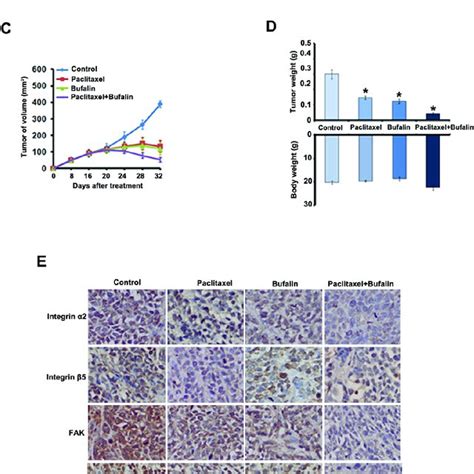 Bufalin Suppressed Cervical Cancer Cell Migration And Invasion By