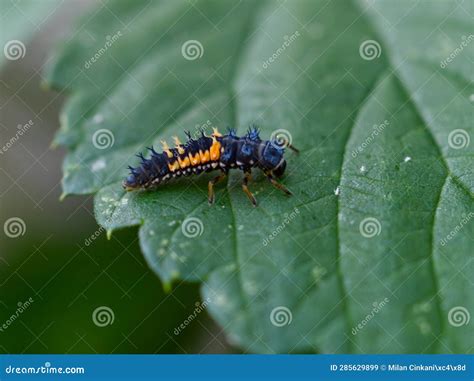 Harmonia Axyridis Stock Image Image Of Biological Leaf 285629899