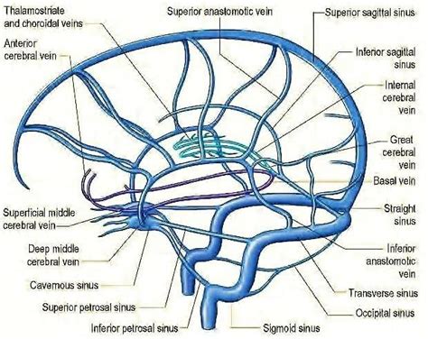 The Cerebral Venous System Principal Internal And External Veins Of Download Scientific