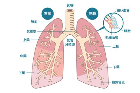 それぞれのがんの解説肺がん がん 第一三共エスファ 一般利用者向けサイト