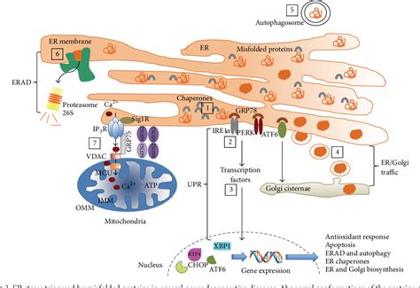 Figure 1 From Crosstalk Between Endoplasmic Reticulum Stress And