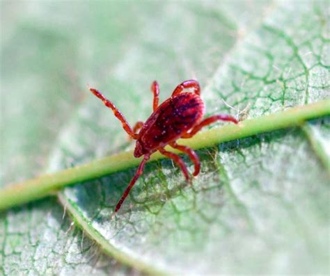 Chiggers Vs Clover Mites Asking List