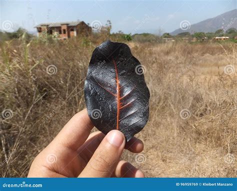 Leaf Affected By Aphids The Tree Withered Due To Aphids Aphids Were