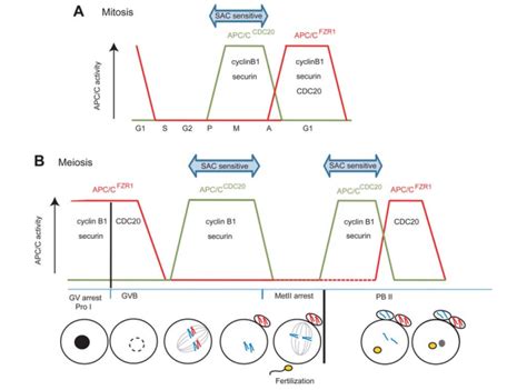 Hacking Biology The Living Software Revolution By Aneesh Panoli Medium