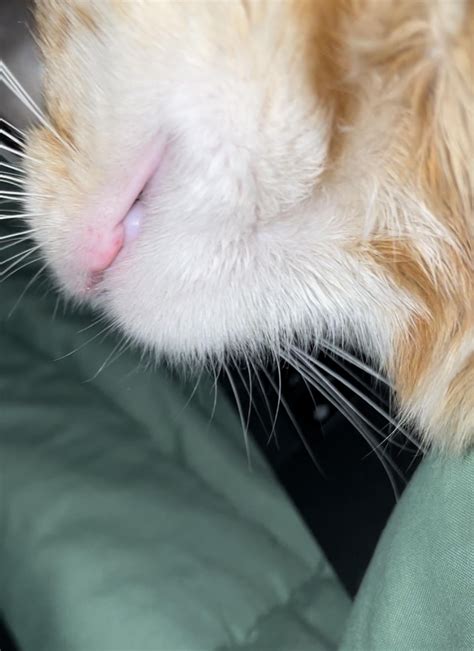Bump On My Cats Upper Lip Rvet