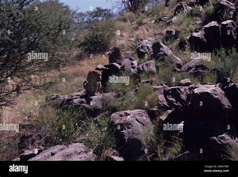 The African Leopard Panthera Pardus Pardus Is The Nominate Subspecies
