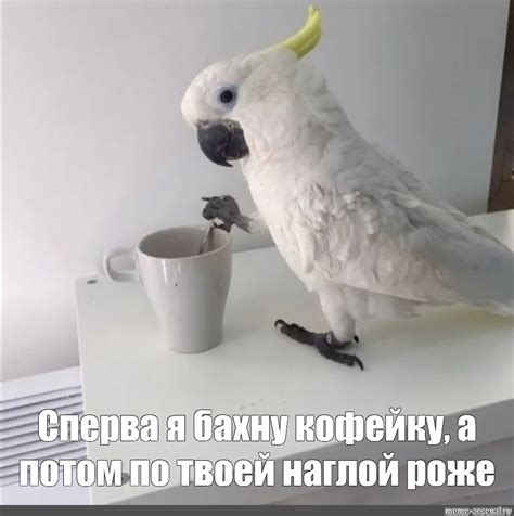 Meme Сперва я бахну кофейку а потом по твоей наглой роже All Templates Meme