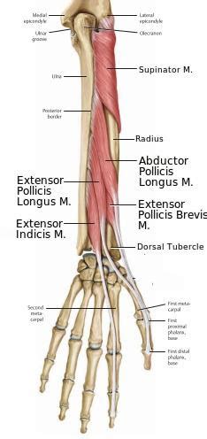 Extensor Indicis