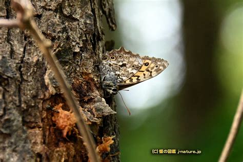 岡山2日目 蝶の図鑑今日の蝶