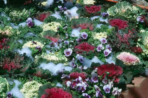 Plant Flowering Kale Cabbage In Cool Season Mississippi State