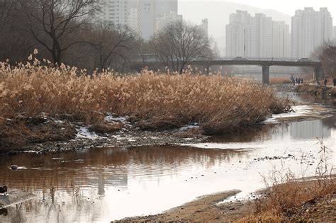 20230108 안양 학의천학운교~대한교 구간의 겨울 풍경