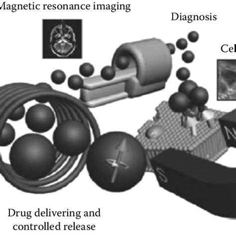 Biomedical Applications Of Magnetic Nanoparticles Download