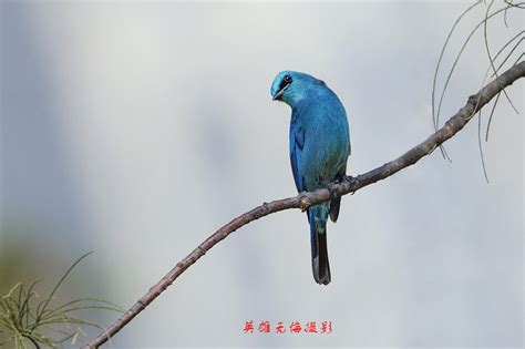 【铜蓝鹟摄影图片】生态摄影 英雄无悔摄影博客 太平洋电脑网摄影部落