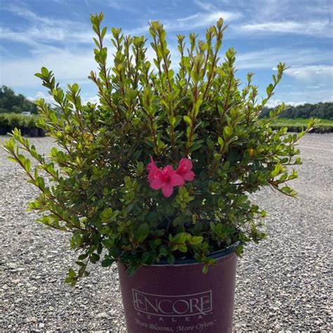 Rhododendron ‘conlef ~ Encore® Autumn Cheer™ Azalea Gobuyplants