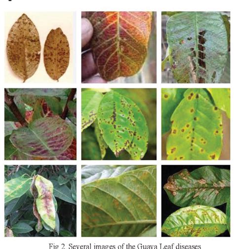 Figure 2 From Mitigating The Impact Of Guava Leaf Diseases Using Cnns