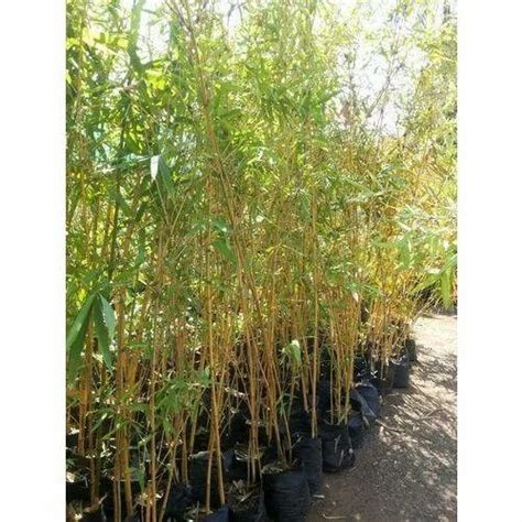 Golden Bamboo Plant At ₹ 150piece Bamboo Plants In Gandevi Id