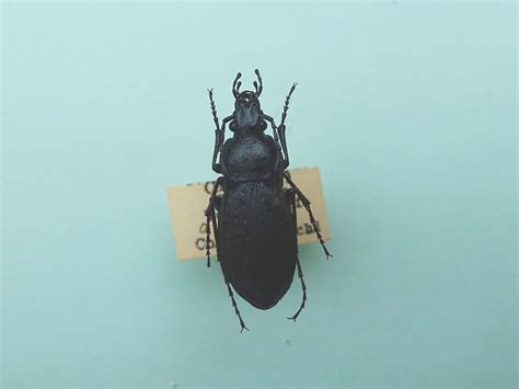 Carabidae Sp