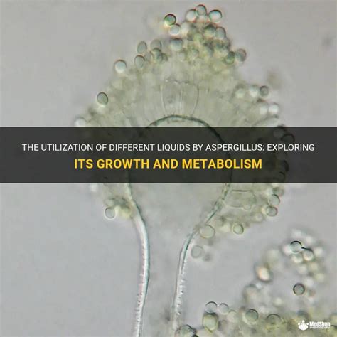 The Utilization Of Different Liquids By Aspergillus Exploring Its