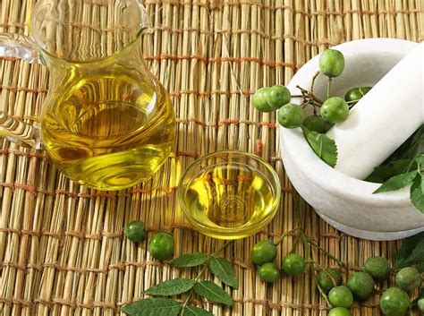 Quieres Eliminar Pulgones De Tus Plantas Usa Estos Trucos
