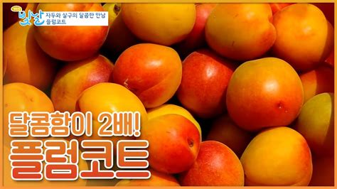 새콤달콤함의 끝판왕 자두와 살구의 달콤한 만남 플럼코트 🍑 Youtube