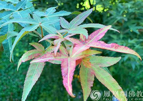 一日禅别把自己看的太重 凤凰网佛教 凤凰网