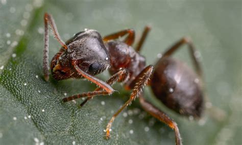 Carpenter Ants