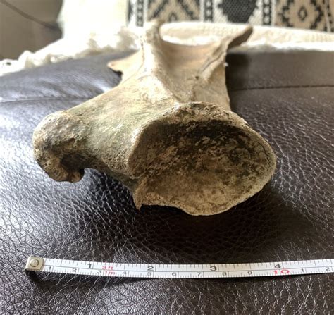 Scapula Id Fossil Id The Fossil Forum