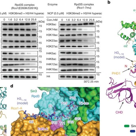 combinatorial readout guided histone deacetylation by rpd3s